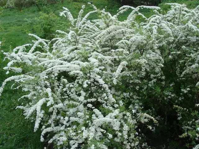 Spirea كۈلرەڭ Grefsheim ، Arguta ، Graciosa: چۈشەندۈرۈش ، تېرىش ۋە ئاسراش 7454_4