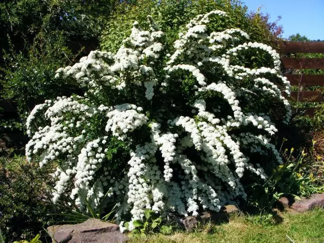 I-Spirea grey Grefsheim, Arguta, Graciosa: incazelo, ukutshala nokunakekelwa 7454_5