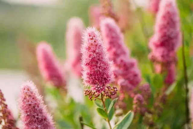 Spirea Billard: dikim ve bakım, peyzaj tasarımında fotoğraflar 7456_1