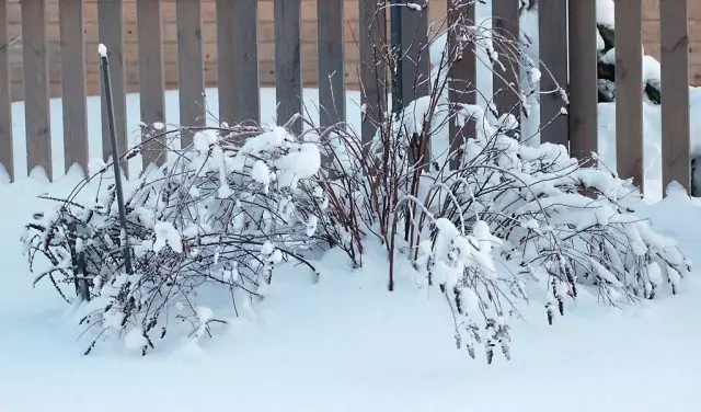 Spirea Billard: výsadba a péče, fotografie v krajinném designu 7456_10