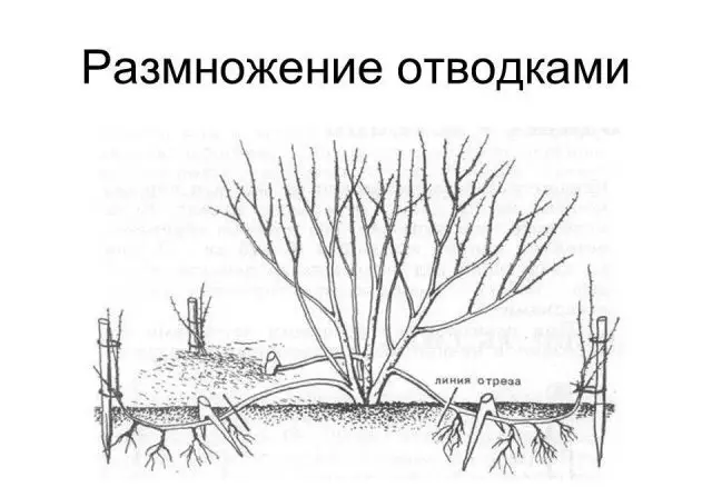 Спиреа Билард: садење и грижа, фотографии во дизајн на пејзаж 7456_12