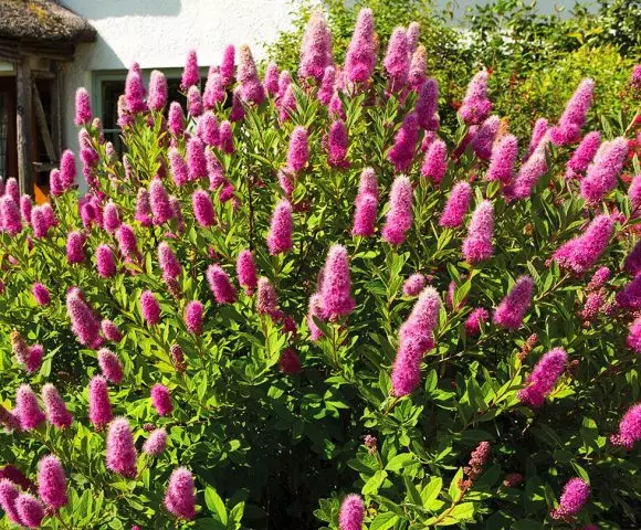 Spirea Billard: dikim ve bakım, peyzaj tasarımında fotoğraflar 7456_14