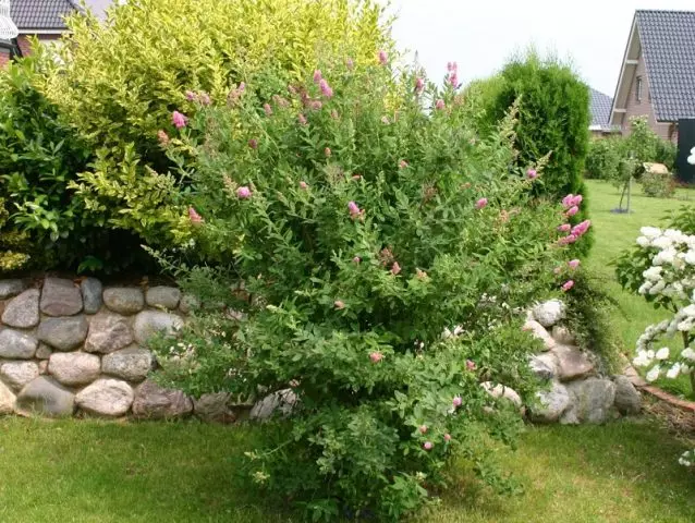 Spirea Billard: ho lema le ho hlokomela, linepe ka moralo oa naha 7456_18