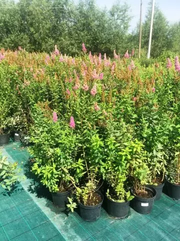 Spirea Billard: စိုက်ခင်းနှင့်ဂရုစိုက်မှု၊ ရှုခင်းဒီဇိုင်းများအတွက်ဓာတ်ပုံများ 7456_5