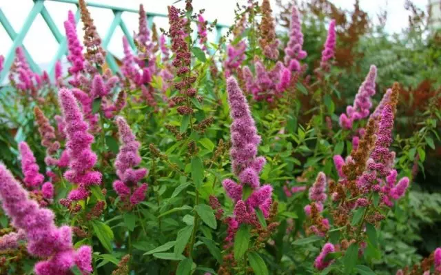 Spirea Billard: dikim ve bakım, peyzaj tasarımında fotoğraflar 7456_6