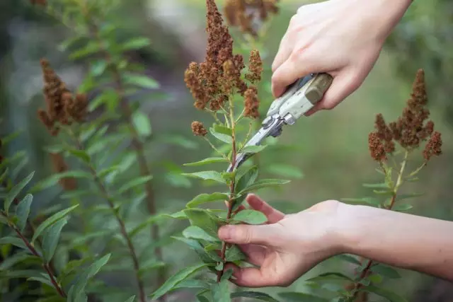 Spirea Billard: စိုက်ခင်းနှင့်ဂရုစိုက်မှု၊ ရှုခင်းဒီဇိုင်းများအတွက်ဓာတ်ပုံများ 7456_8