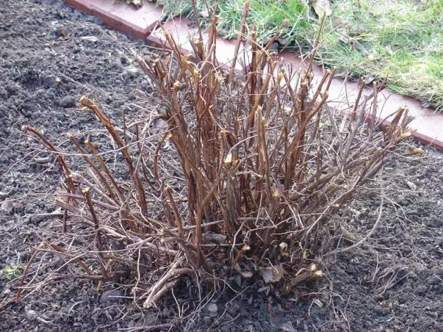 Spirea Billard: dikim ve bakım, peyzaj tasarımında fotoğraflar 7456_9