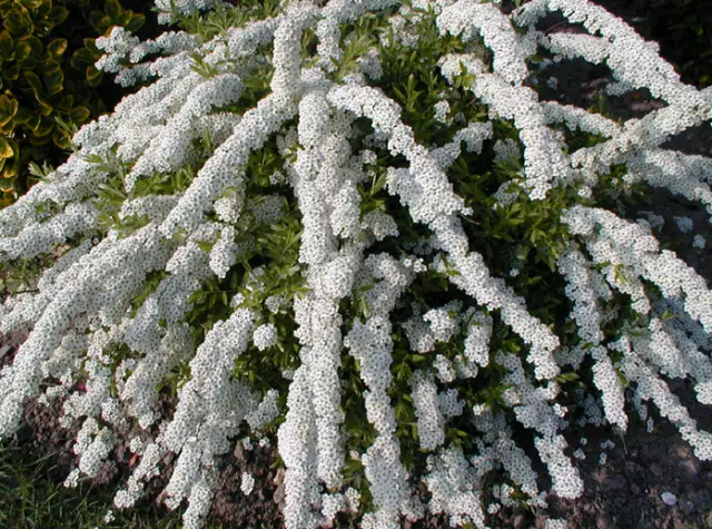 Spirea Argut: विवरण, फसल, समीक्षा, फोटो 7458_1