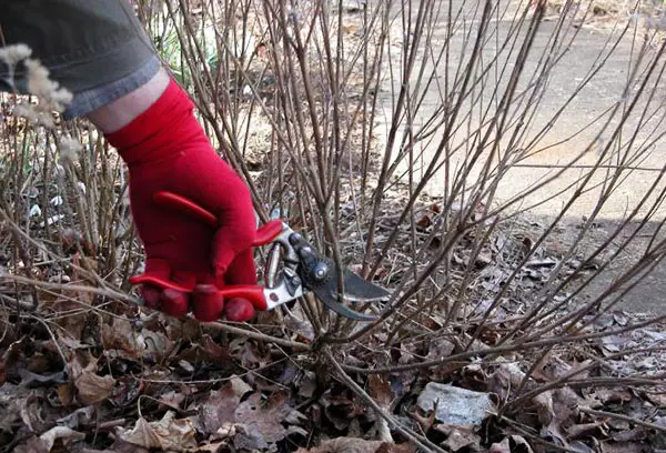 Spirea Argut：描述、裁剪、评论、照片 7458_3