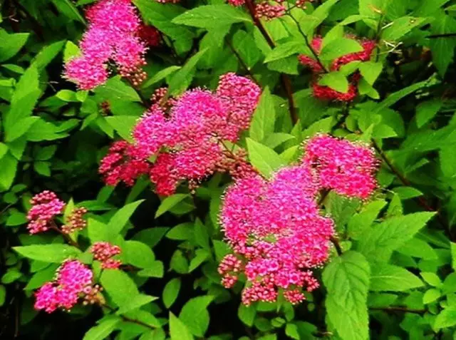 Spirea Japanese Frobeli: tlhaloso, ho lema le tlhokomelo, linepe, litlhahlobo 7462_1