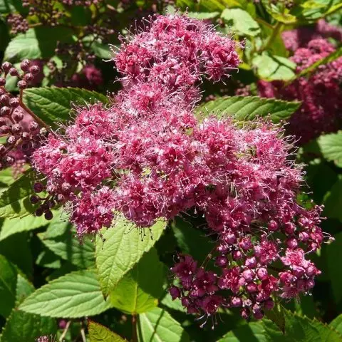 Spirea japanska Frobeli: beskrivning, plantering och vård, foton, recensioner 7462_15