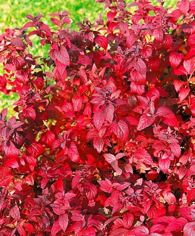 Spirea Japanese Frobeli: сүрөттөмө, отургузуу жана кам көрүү, сүрөттөр, сын -пикирлер 7462_16