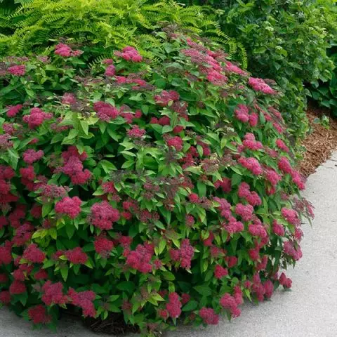 Spirea Japanese Frobeli: сүрөттөмө, отургузуу жана кам көрүү, сүрөттөр, сын -пикирлер 7462_2