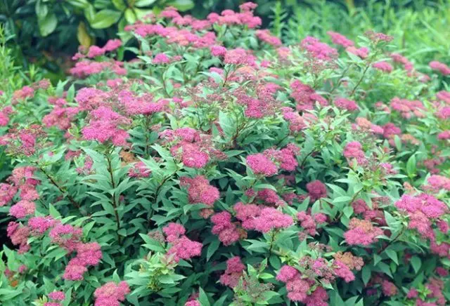 Spirea Japanese Frobeli: сүрөттөмө, отургузуу жана кам көрүү, сүрөттөр, сын -пикирлер 7462_20