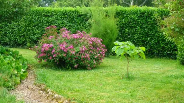 Spirea японски Frobeli: описание, засаждане и грижи, снимки, рецензии 7462_3