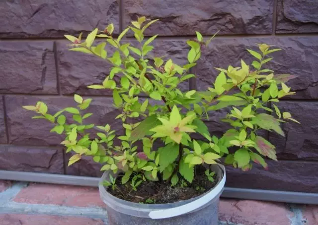 Spirea Japanese Frobeli: tlhaloso, ho lema le tlhokomelo, linepe, litlhahlobo 7462_4