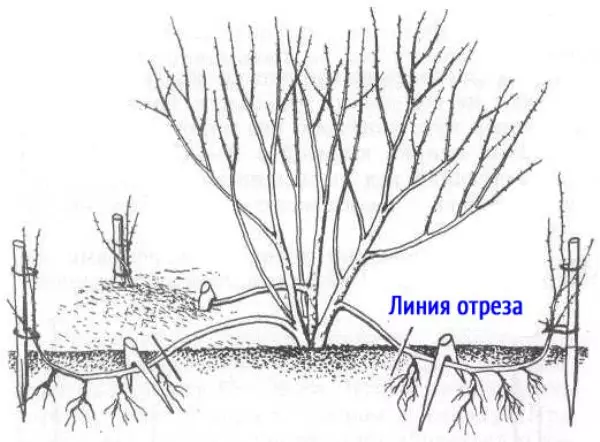 Spirea japanska Frobeli: beskrivning, plantering och vård, foton, recensioner 7462_9