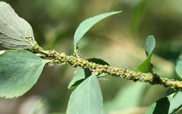 Spirey Bumald: fotografie, descriere, soiuri, plantare și îngrijire 7468_7