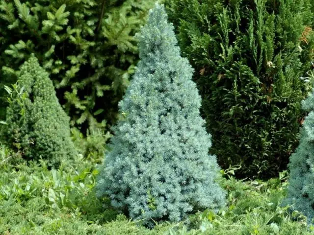 Cây vân sam Canada (Picea glauca Pendula): mô tả, ảnh 7475_1