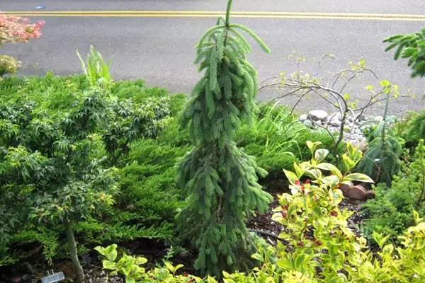 Cây vân sam Canada (Picea glauca Pendula): mô tả, ảnh 7475_4