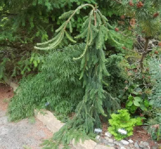 Canadisk gran Pendula (Picea glauca Pendula): beskrivelse, foto 7475_5