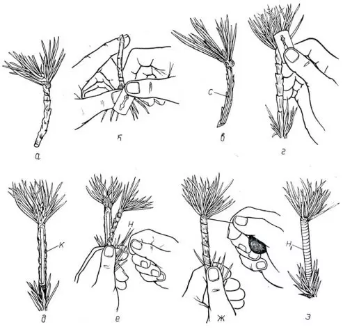 Kanadai lucfenyő Pendula (Picea glauca Pendula): leírás, fotó 7475_6