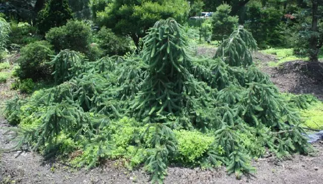 Cây vân sam Canada (Picea glauca Pendula): mô tả, ảnh 7475_9