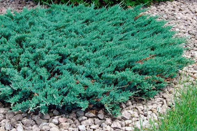 Juniper Blue Chip (BlueChip) መግለጫ ፣ መትከል እና እንክብካቤ ፣ ፎቶ 7476_1