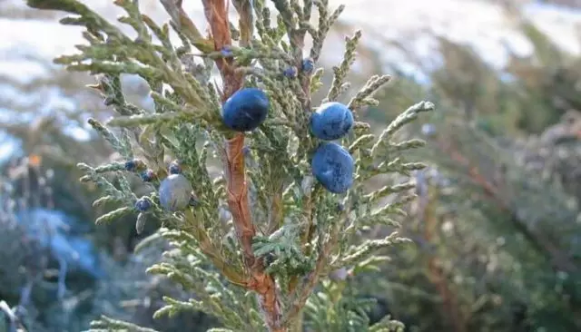 Juniper Blue Chip (BlueChip): deskrizzjoni, tħawwil u kura, ritratt 7476_9