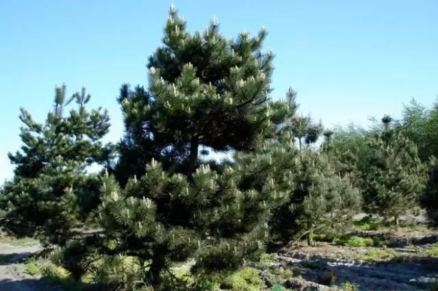 Arżnu iswed: daqsijiet, varjetajiet, tħawwil u kura, mard 7478_1