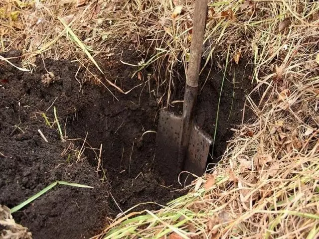 Arżnu iswed: daqsijiet, varjetajiet, tħawwil u kura, mard 7478_9