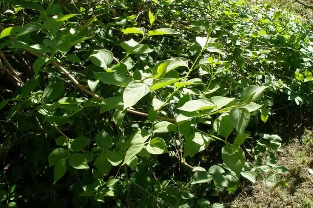 Forsythia: foto en beskriuwing fan 'e struik, gebrûk yn lânskiplik ûntwerp 7484_10