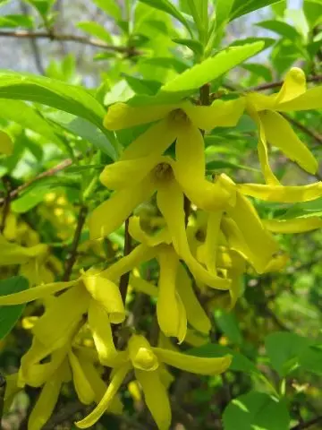 Forsythia: grianghraf agus tuairisc ar an tor, úsáid i ndearadh tírdhreacha 7484_12