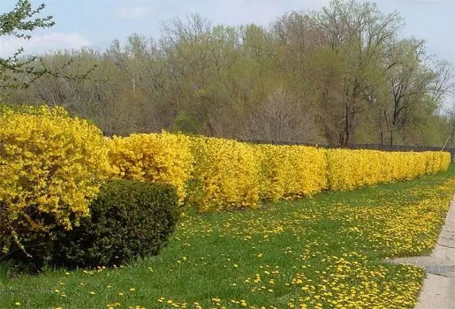 Forsythia: chithunzi ndi kufotokozera za shrub, yomwe imagwiritsidwa ntchito popanga mawonekedwe 7484_15