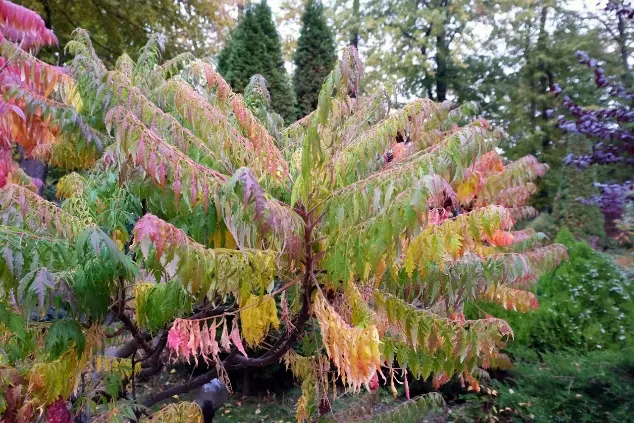 Forsythia: foto na nkọwa nke osisi shrub, jiri ya na nhazi odida obodo 7484_2