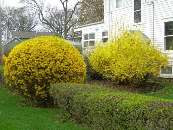 Forsythia: foto en beskriuwing fan 'e struik, gebrûk yn lânskiplik ûntwerp 7484_23