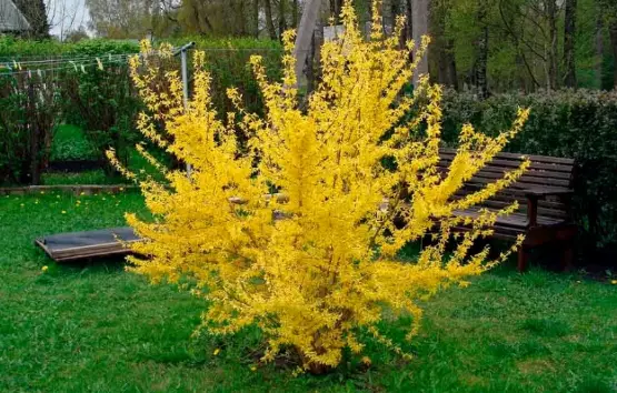 I-Forsythia: ifoto kunye nenkcazo ye-shrub, ukusetyenziswa koyilo lwe-landscape 7484_24