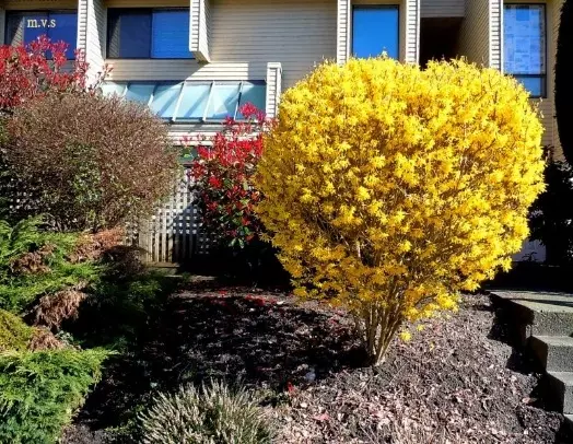 Forsythia: andوٽو جي تصوير ۽ وضاحت ، استعمال نظارن جي ڊيزائن ۾ 7484_25