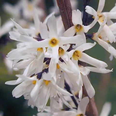 Forsythia: foto en beskriuwing fan 'e struik, gebrûk yn lânskiplik ûntwerp 7484_26