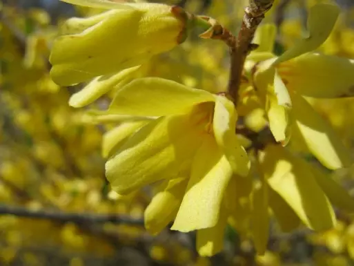 Forsythia: foto og beskrivelse af busken, brug i landskabsdesign 7484_31