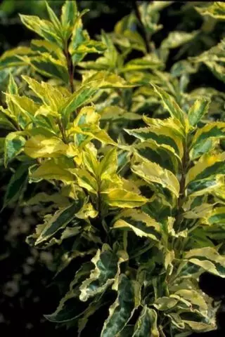 I-Forsythia: ifoto kunye nenkcazo ye-shrub, ukusetyenziswa koyilo lwe-landscape 7484_8