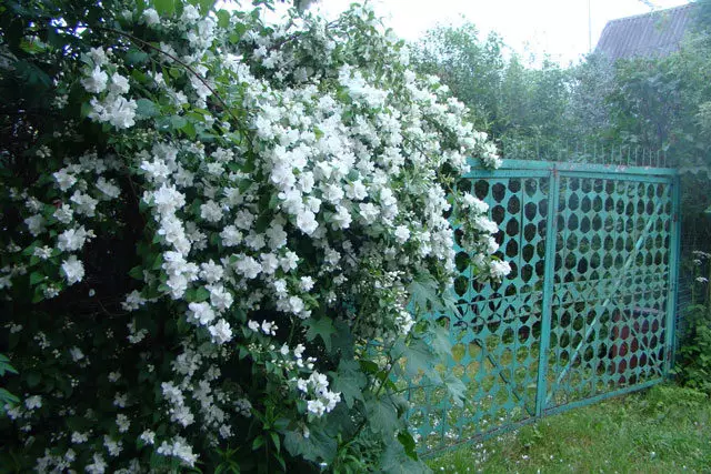 Chubushnik: plantning og pleje om foråret, efteråret, fotos, hvornår og hvordan man planter, hvor man skal plante, hvornår og hvordan man transplanterer 7489_1