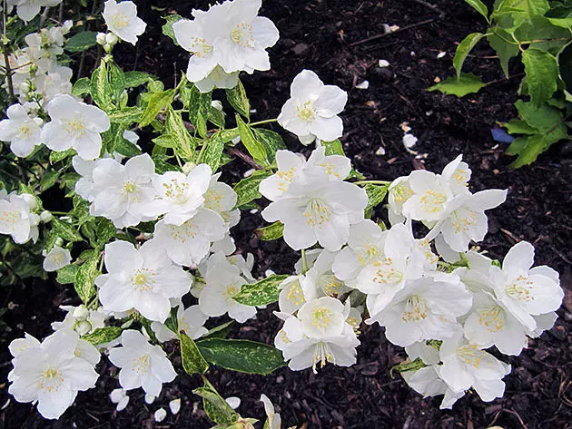 Chubushnik: plantning og pleje om foråret, efteråret, fotos, hvornår og hvordan man planter, hvor man skal plante, hvornår og hvordan man transplanterer 7489_3