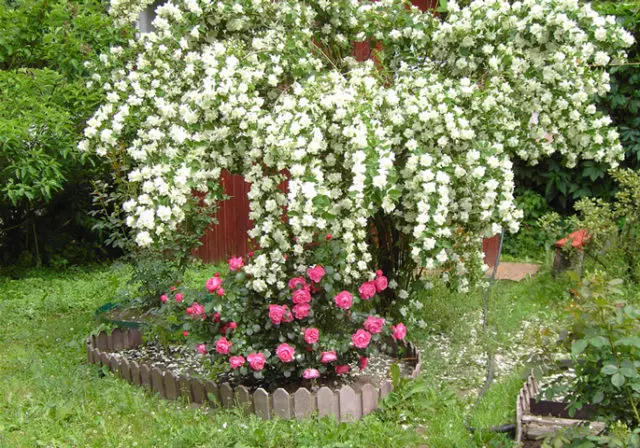 Chubushnik: plantning og pleje om foråret, efteråret, fotos, hvornår og hvordan man planter, hvor man skal plante, hvornår og hvordan man transplanterer 7489_4