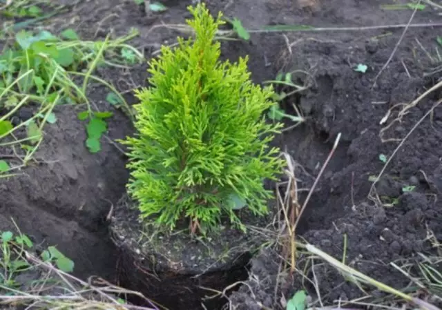 Gutera thuja mu mpeshyi (igihe cyizuba): ahandi hantu, igihe nuburyo bwo guhinduranya, uburyo bwo kwimura thuja ntoya, ikuze (nini) 7494_6