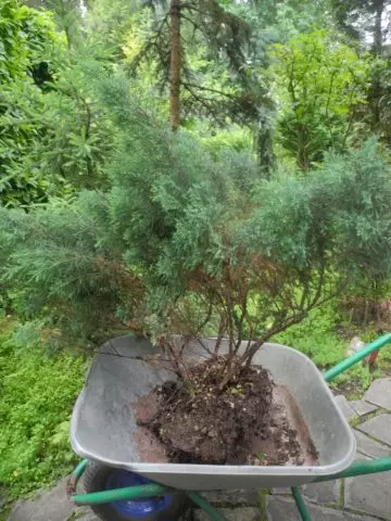 Transplantasi thuja di musim semi (musim gugur): ke tempat lain, kapan dan bagaimana cara transplantasi, cara transplantasi thuja kecil, dewasa (besar) 7494_7