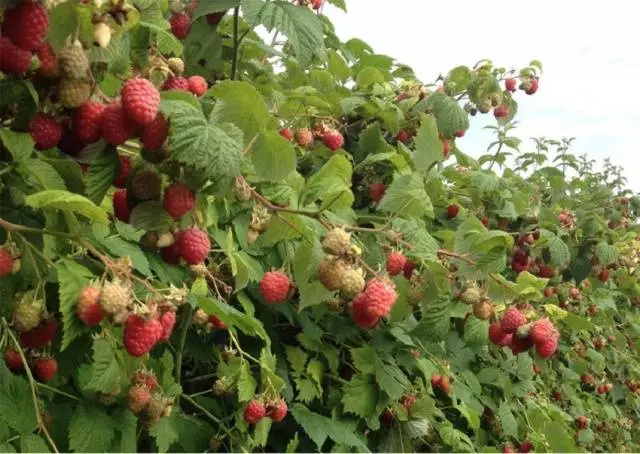 Raspberry Glen Ample: قسم بيان ، فوٽو ، تبصرا 7497_6