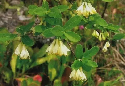 Honeysuckle Bakcharskaya Jubilee: sharraxaadda kala duwan, sawirrada, dib u eegista 7498_11