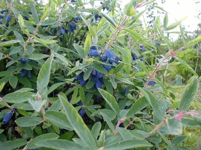 Honeysuckle Bakcharskaya Jubilee: Sortenbeschreibung, Fotos, Bewertungen 7498_2