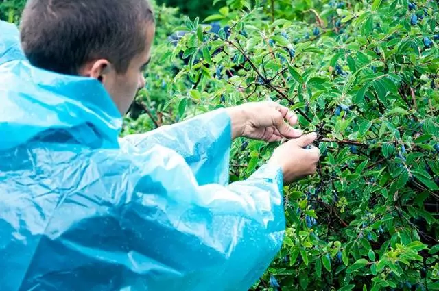 Honeysuckle Bakcharskaya Jubilee: mô tả đa dạng, ảnh, đánh giá 7498_23